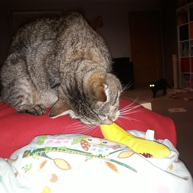 de Katviseur | Yeowww! - Chi-CAT-a Banana met kattenkruid de Katviseur | Yeowww! - Chi-CAT-a Banana met kattenkruid